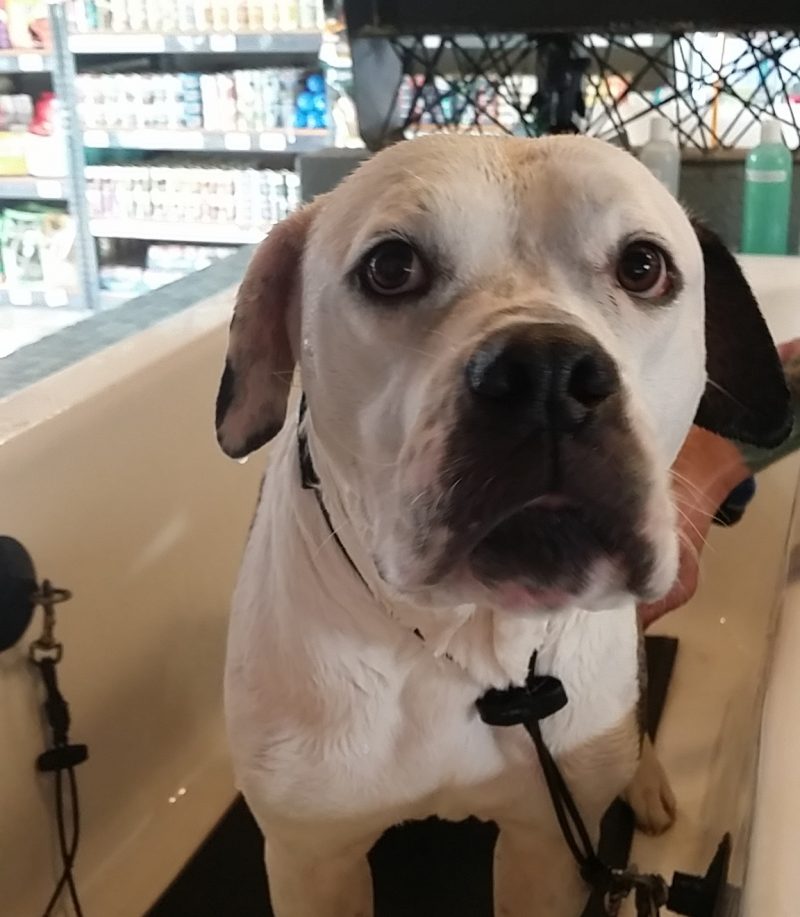 Gallery - South Bark Dog Wash