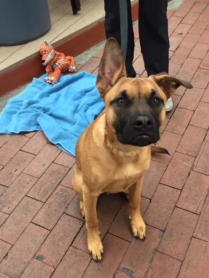 Gallery - South Bark Dog Wash