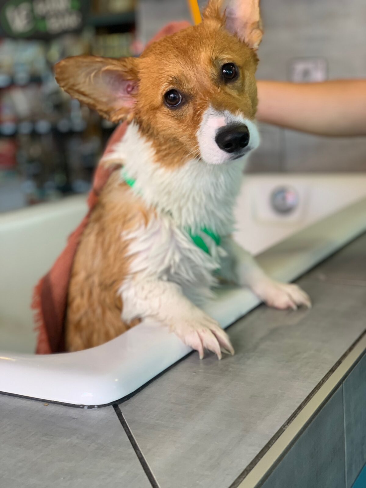 Gallery - South Bark Dog Wash