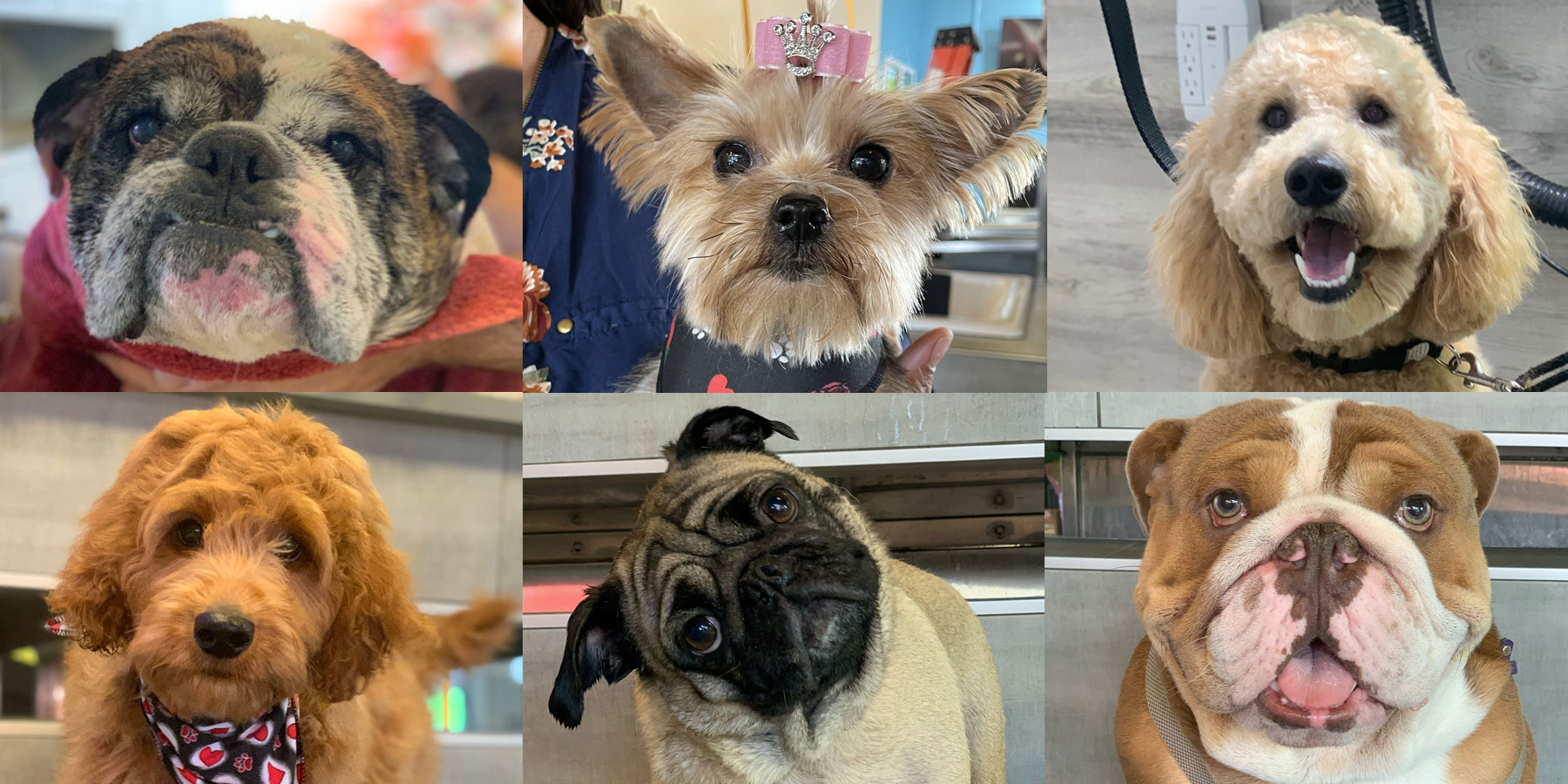 Home - South Bark Dog Wash